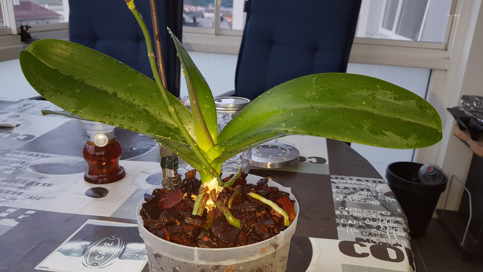 Min eldste orkidè – Svendberg.com